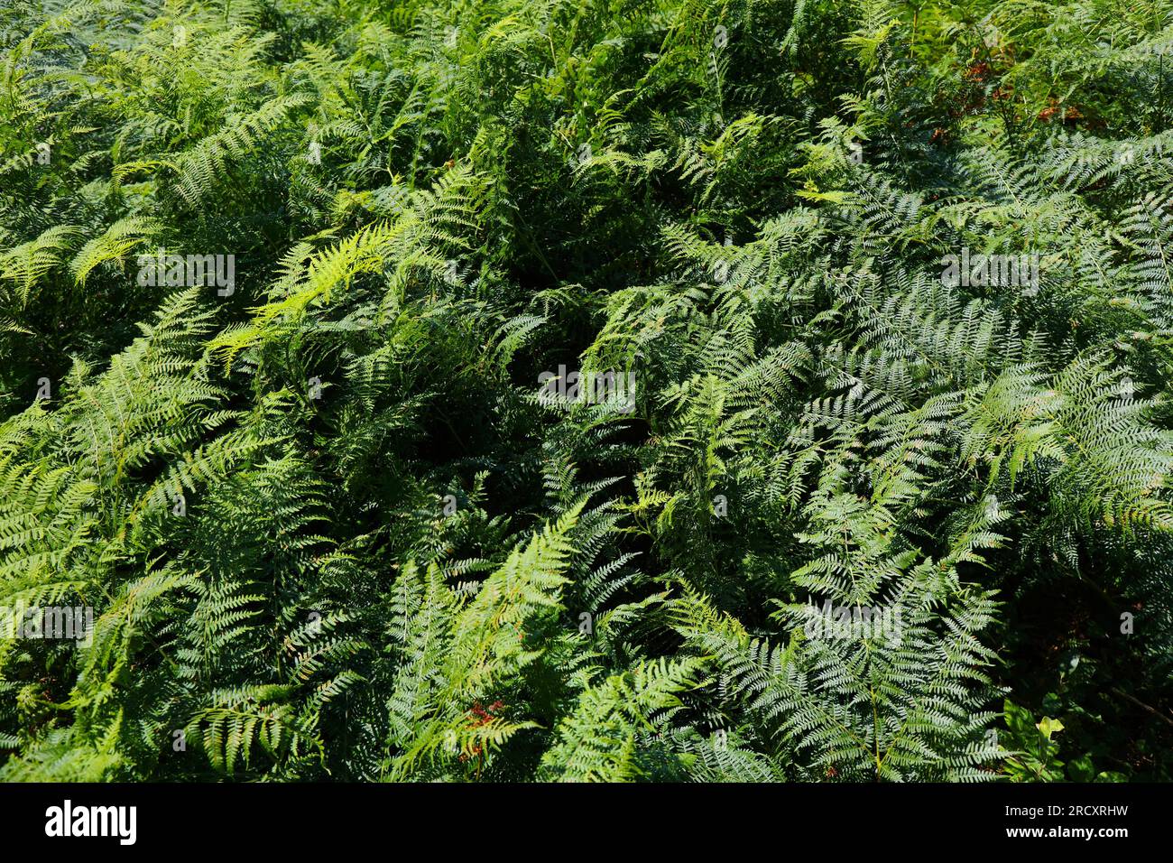 Floral background in Norway. Green plant texture. Fern background Stock ...
