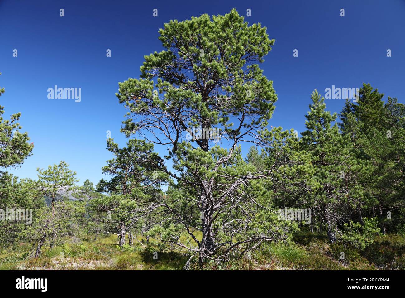 Pine tree in a forest in Norway. Nature of Sogn og Fjordane region ...