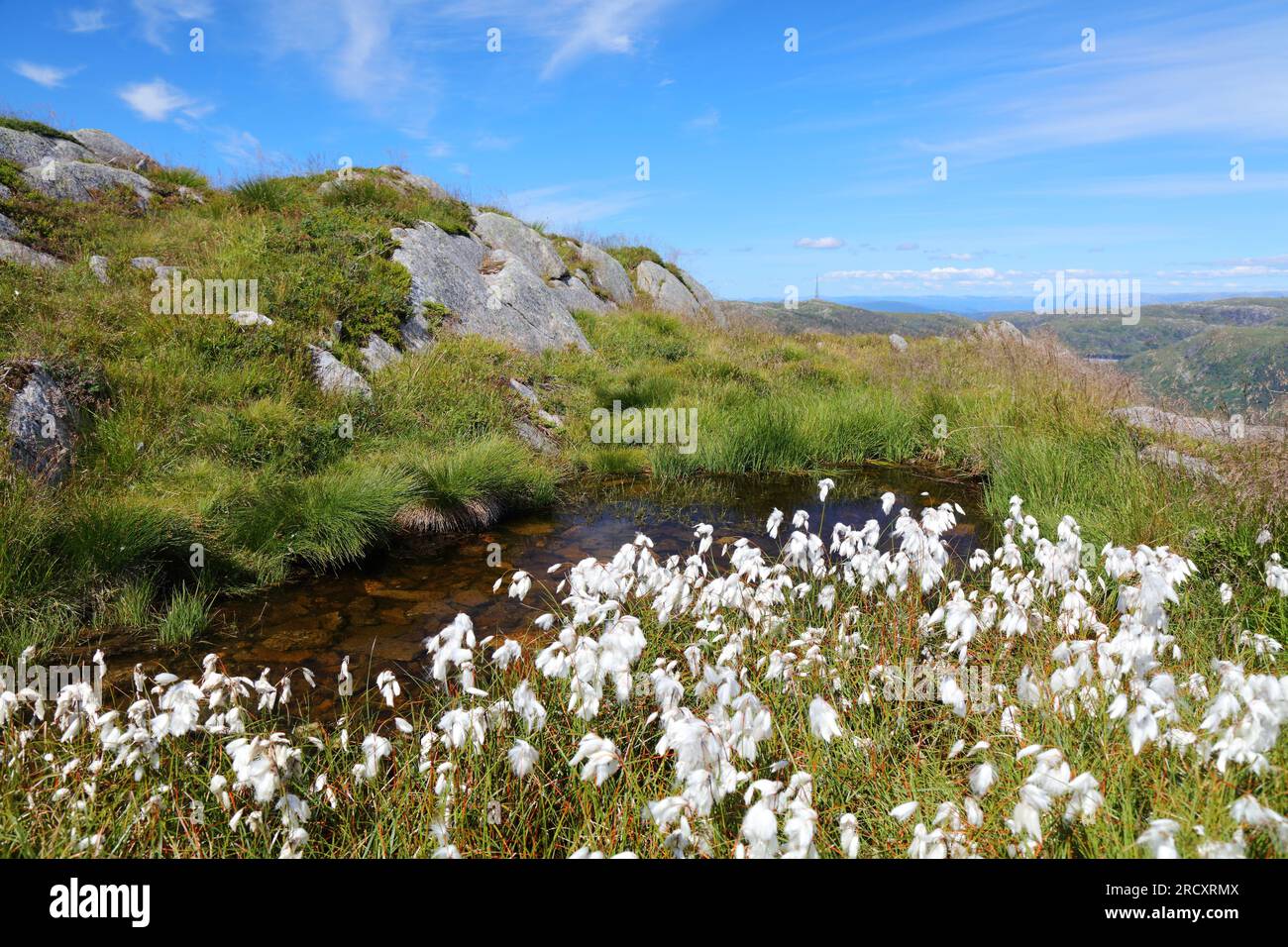 Cottongrass plant species in Norway. Common cottongrass (Eriophorum ...