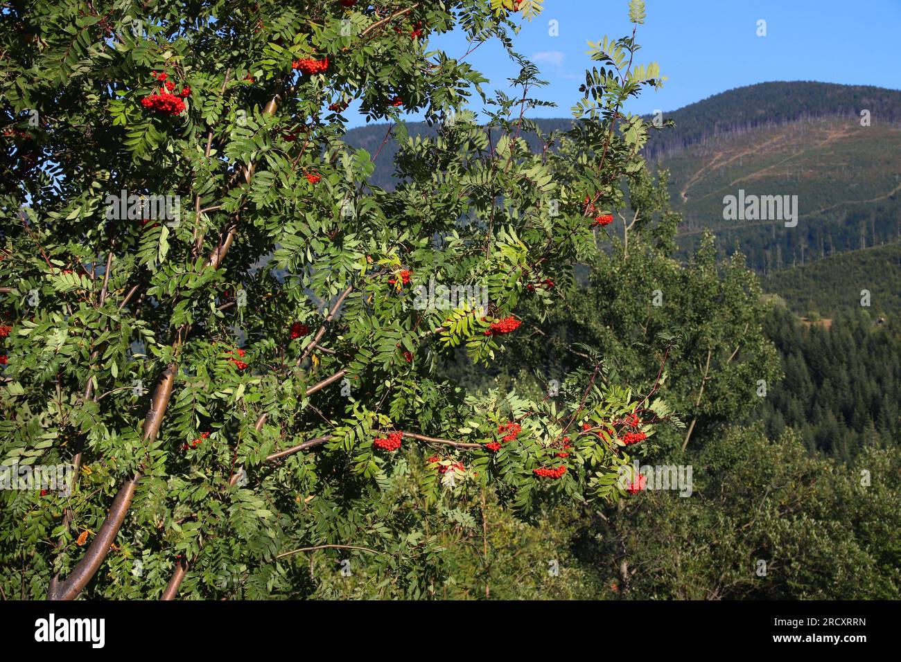 Rowan fruit on a tree in Beskids, Poland. Polish flora. Tree species: Sorbus aucuparia Stock ...