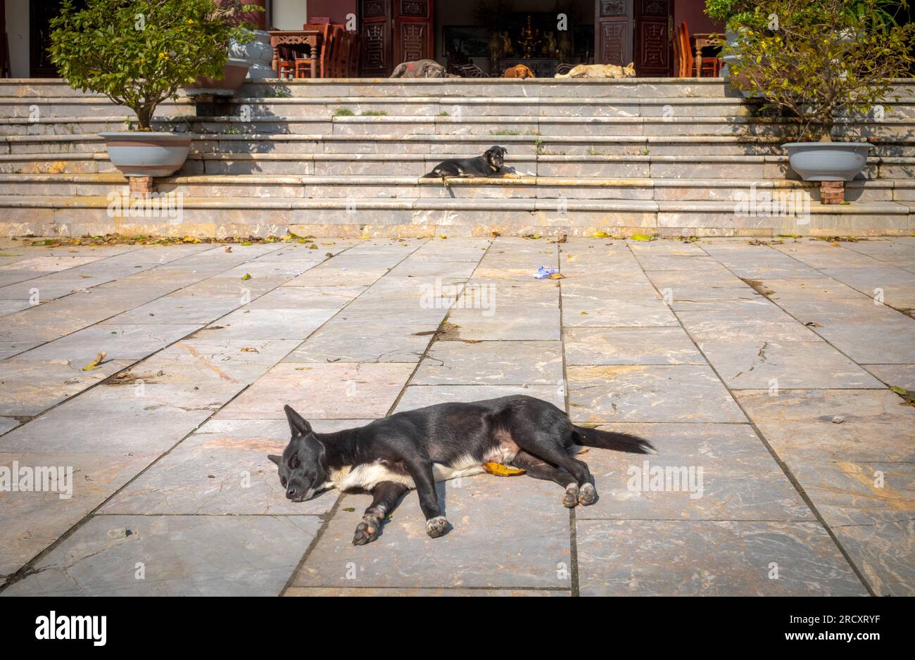 Five dogs sleep and rest in the hot sun at Ling Ung Bai Buc Buddhist ...