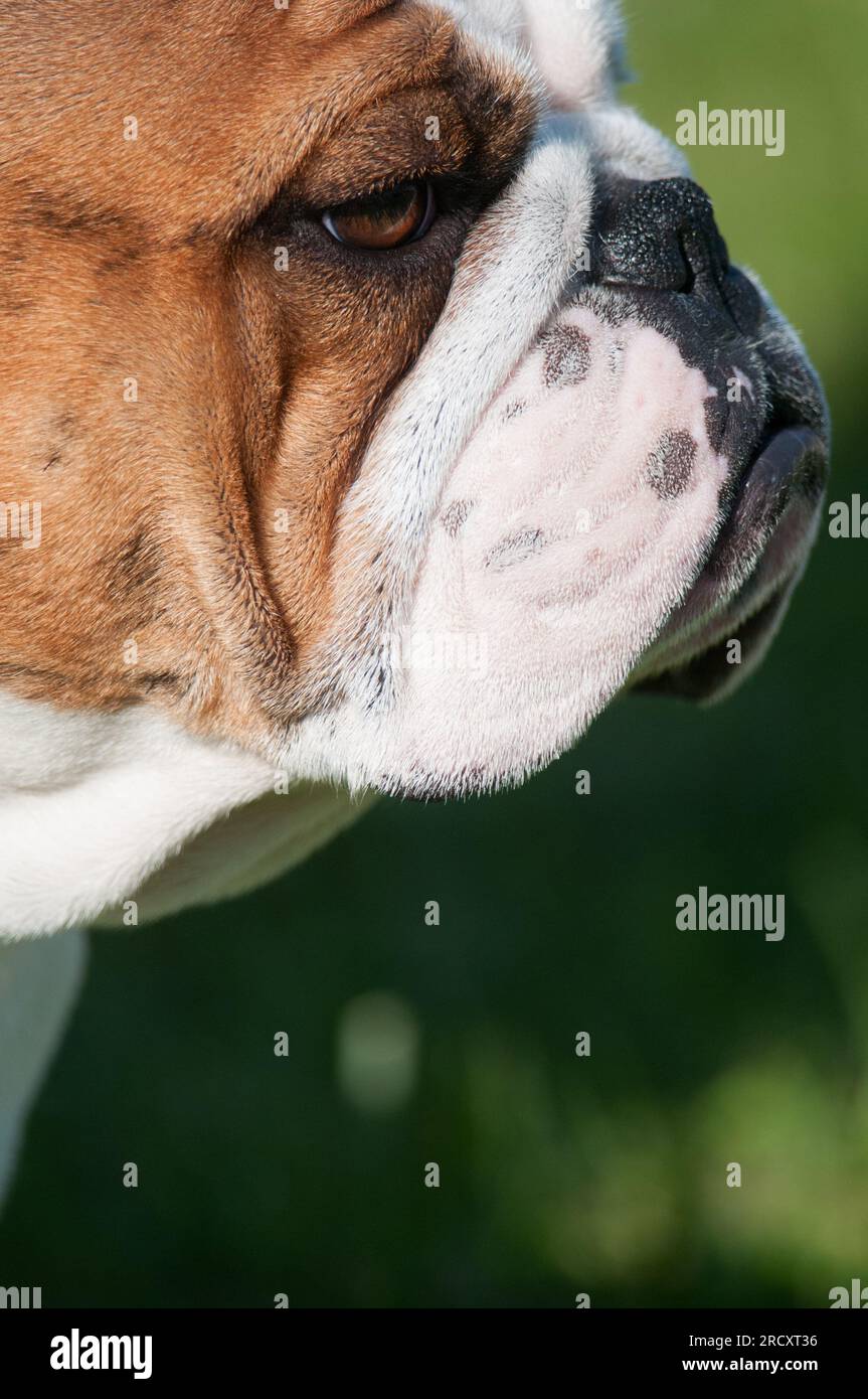 Extreme close up dog hi-res stock photography and images - Alamy