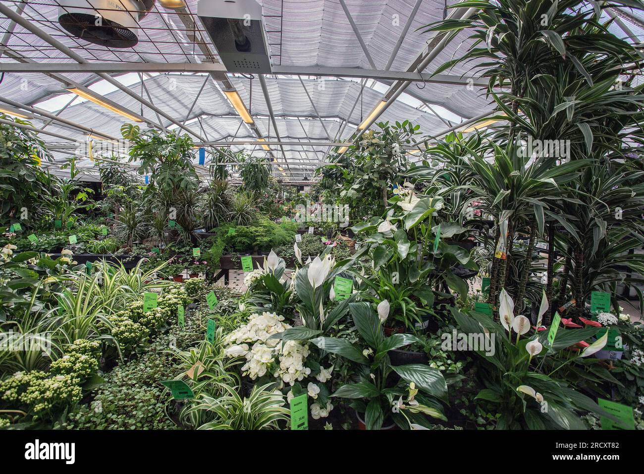 Large glass hall with plants in a garden center Stock Photo - Alamy