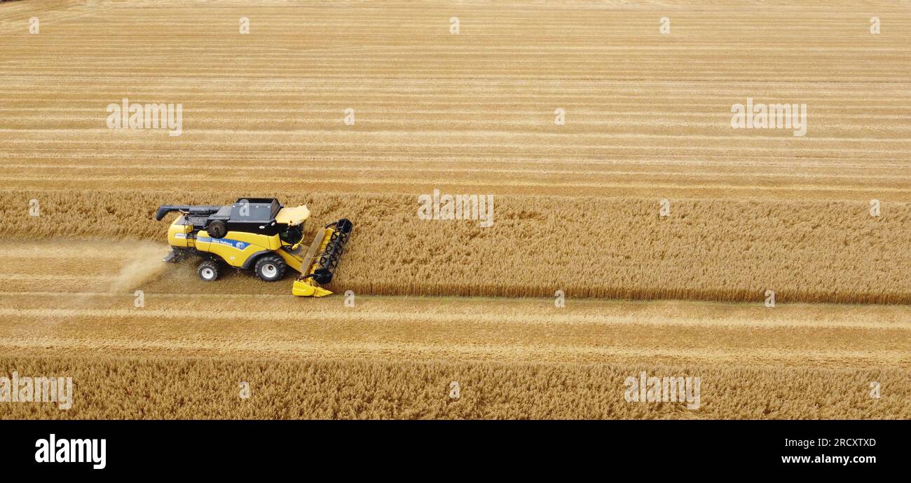 A combine harvester at work in a corn field in Athy, Co Kildare ...