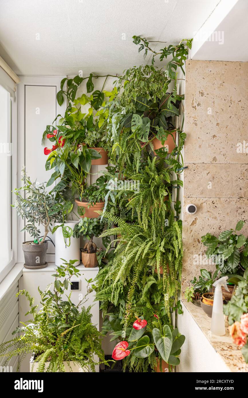 Natural plants in the hanging pots at balcony garden Stock Photo - Alamy