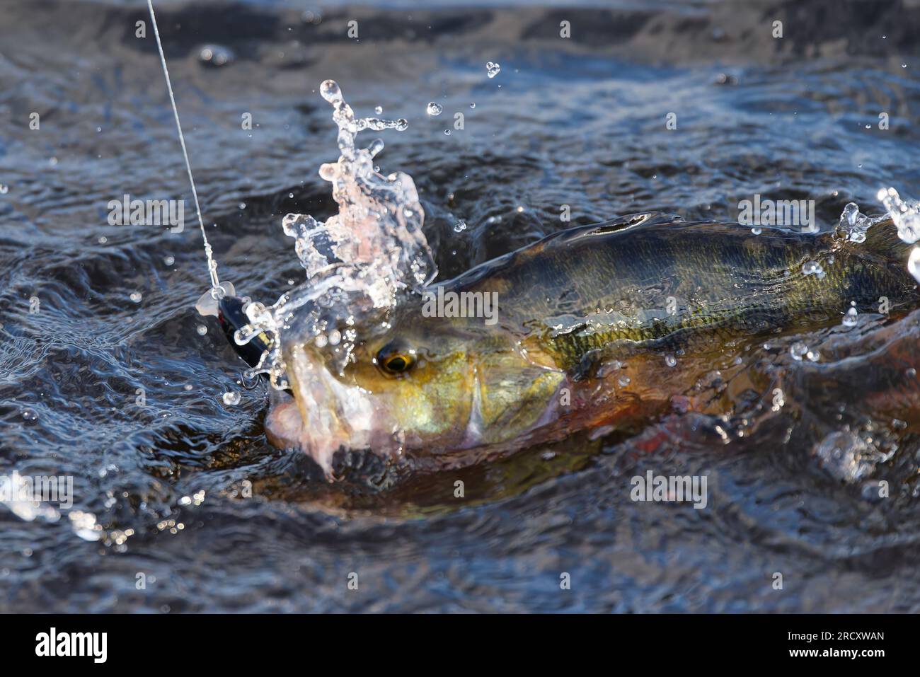 Nokia, Finland - July 15, 2023: Hooked European perch jumping and ...