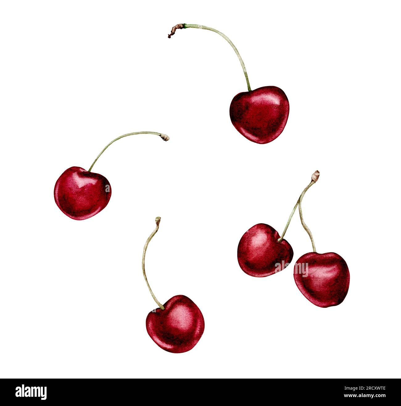 cherry fruits leaves collection realistic botanical watercolor ...