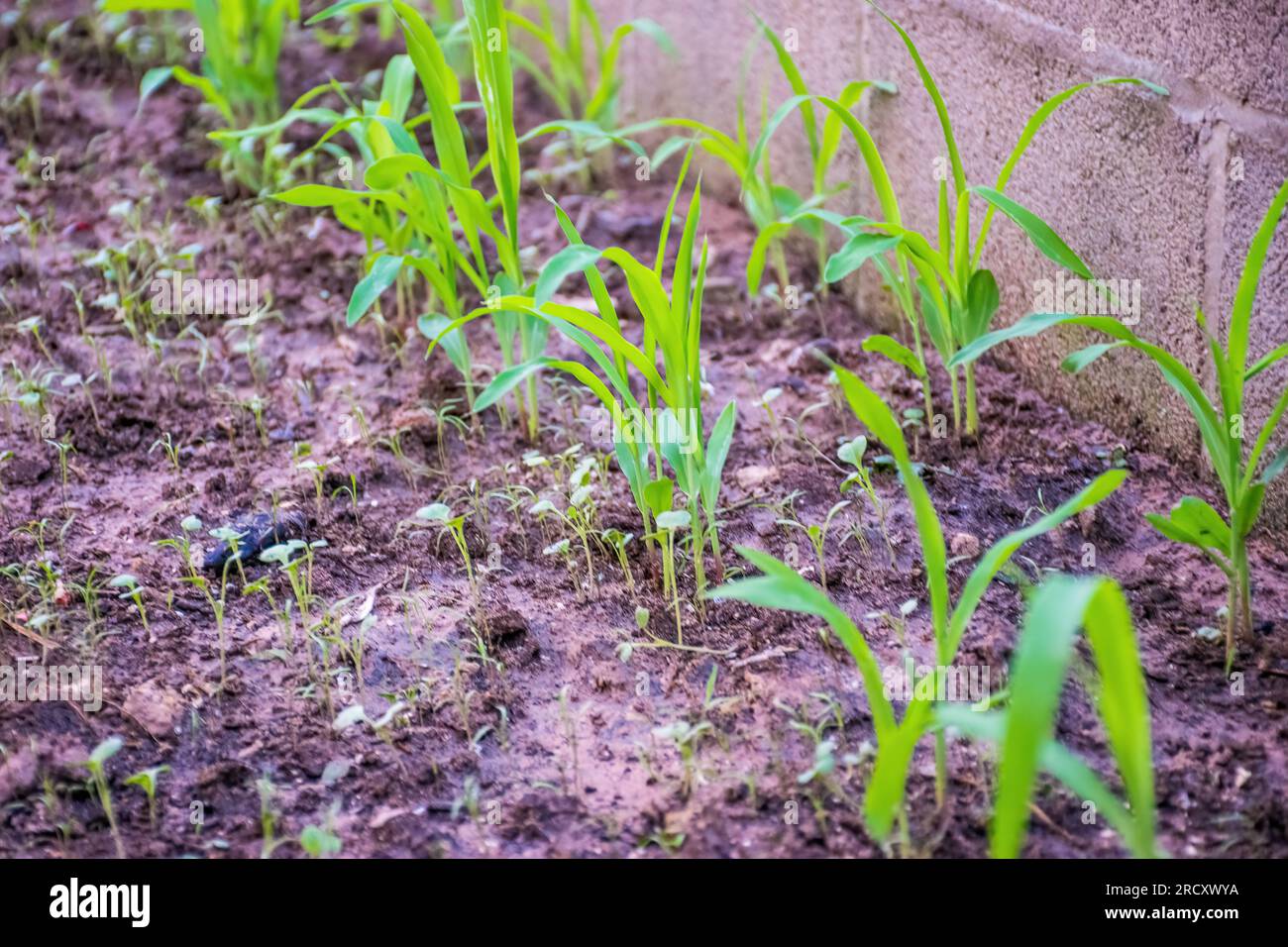 Maize seedling hi-res stock photography and images - Alamy