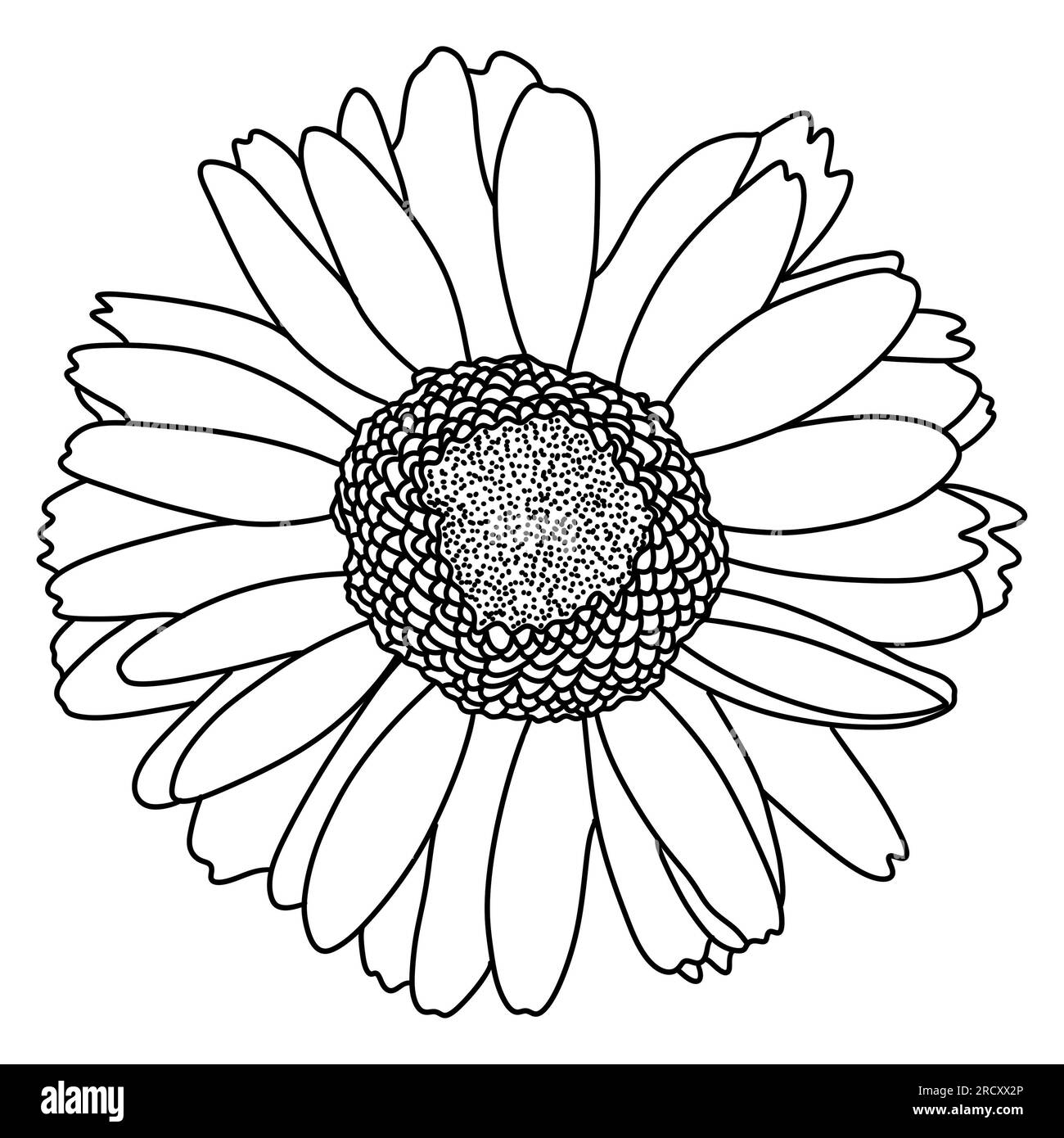 Flower head drawing hi-res stock photography and images - Alamy