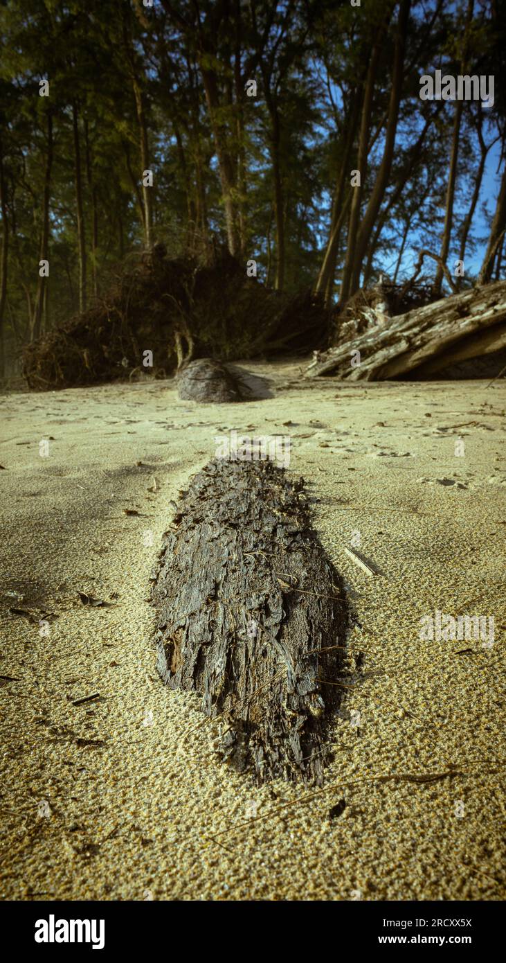 Dead tree trunk buried in the sand on the beach Stock Photo - Alamy