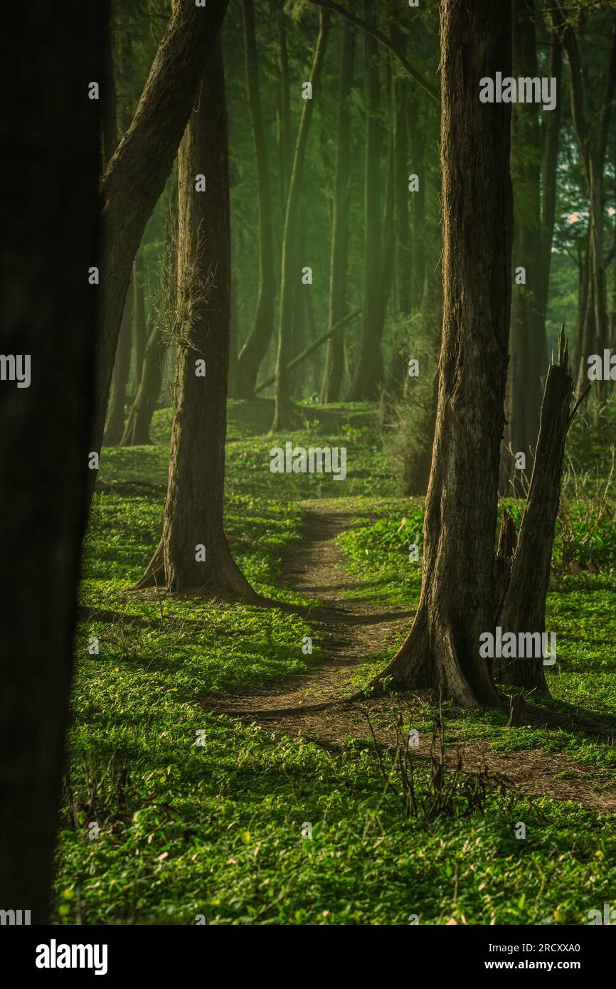 Forest Path through Beautiful greenery; pathway through the jungle ...