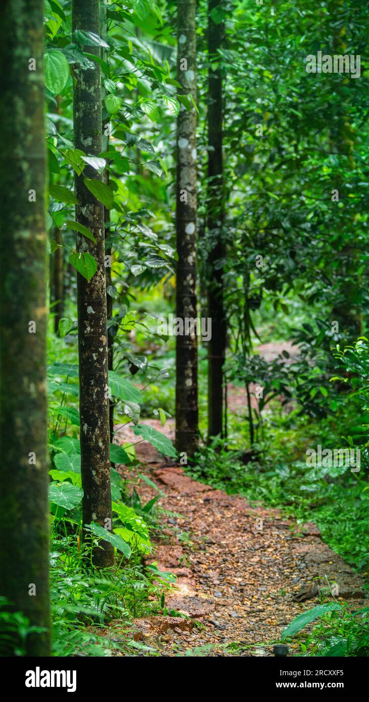 Forest Path through Beautiful greenery; pathway through the jungle ...