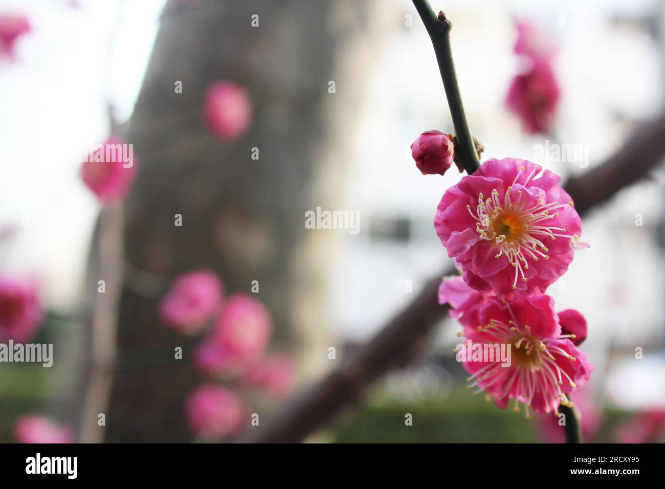 Half blossom hi-res stock photography and images - Alamy