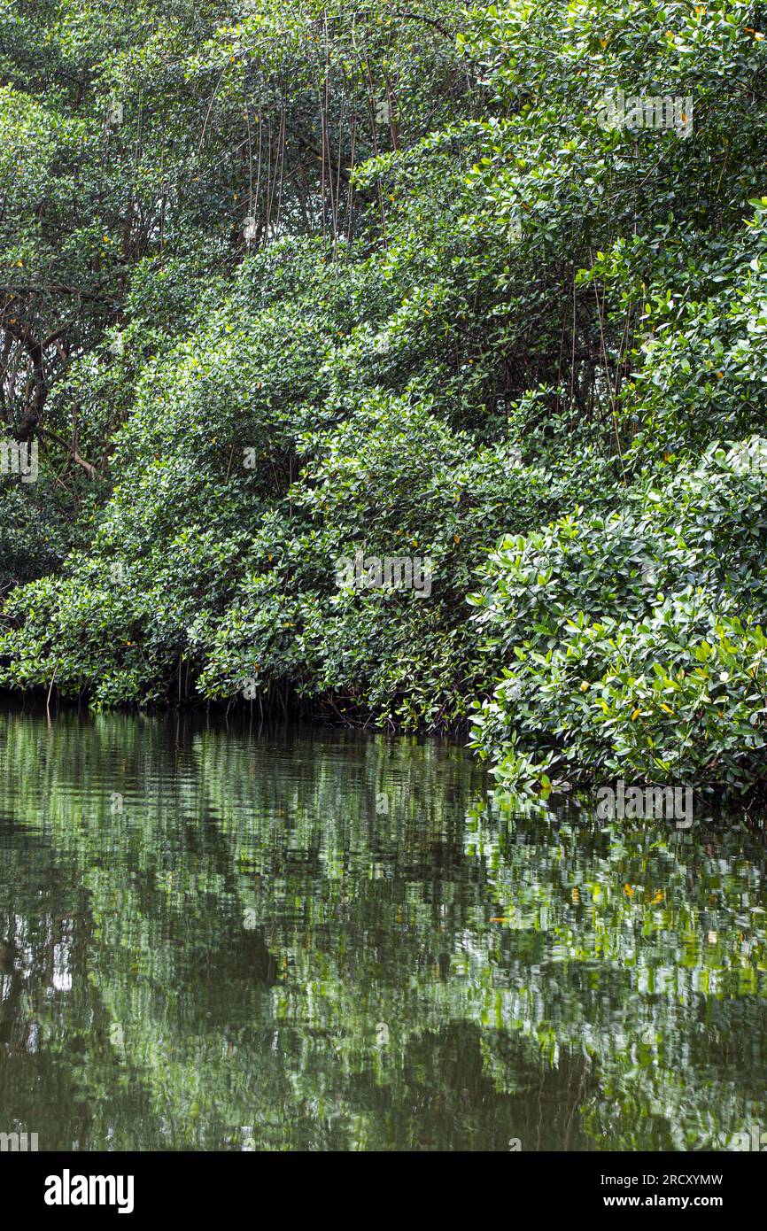 View of an area where the mangrove has been deforested on an arm of the ...