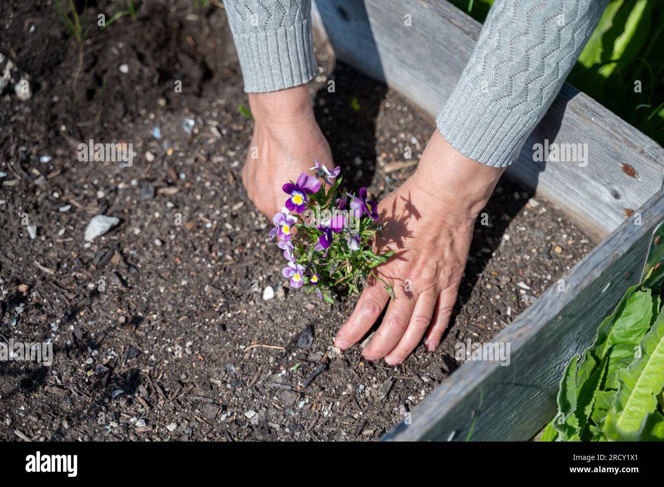 Mature adult woman working in community garden on her flower bed ...