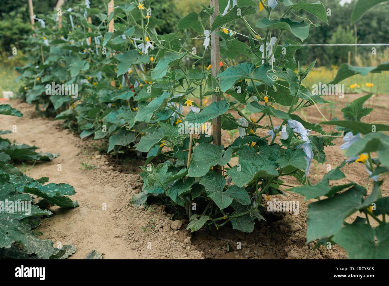 The growth and blooming of greenhouse cucumbers. the Bush cucumber on ...