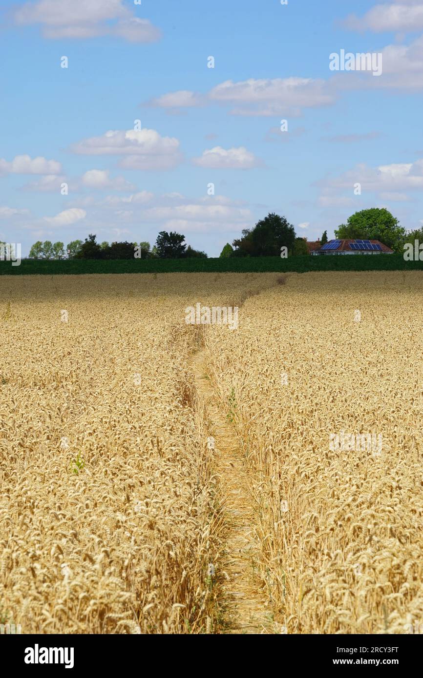Path through wheat field hi-res stock photography and images - Alamy