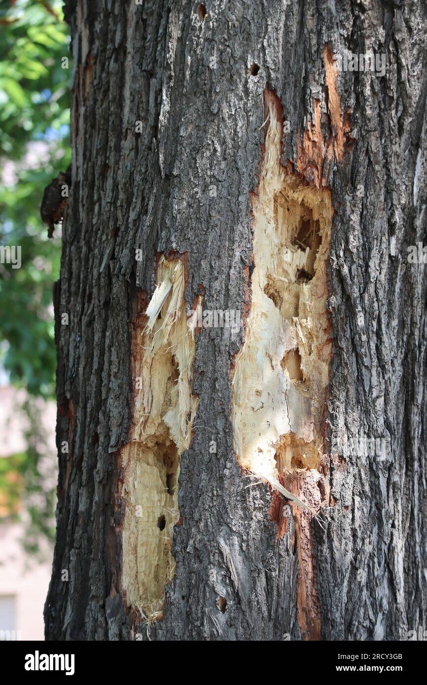 Cut injuries hi-res stock photography and images - Alamy