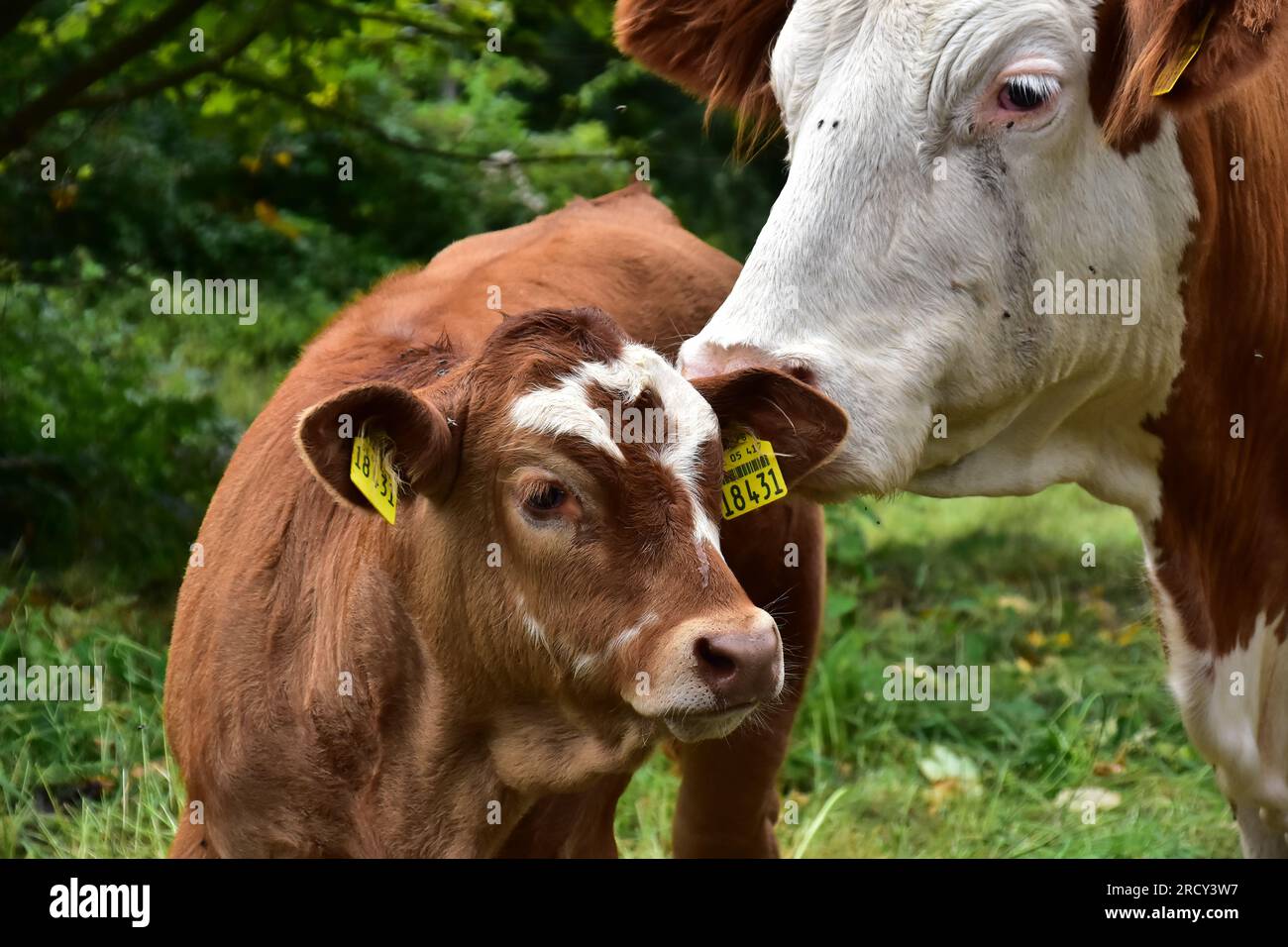 Calf with nice colors Stock Photo - Alamy
