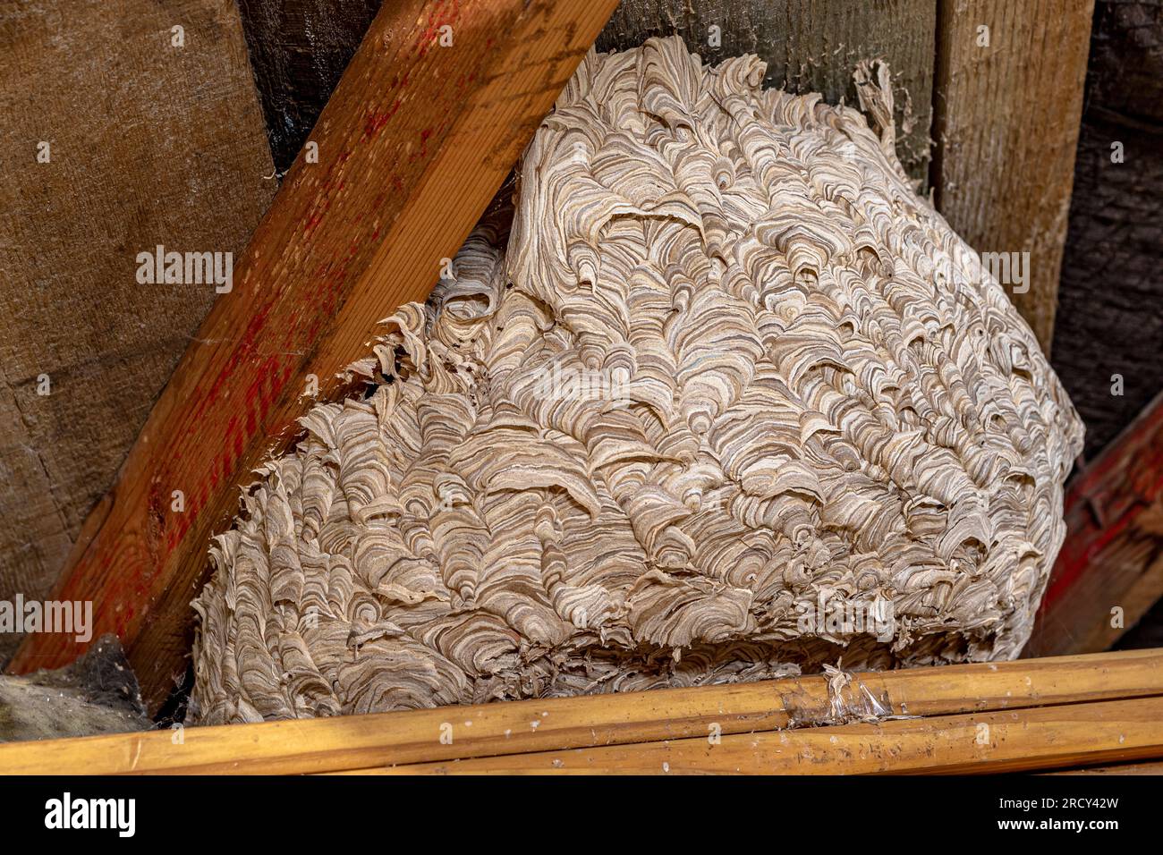A large wasps nest attached to the rafters of a house in the UK Stock ...