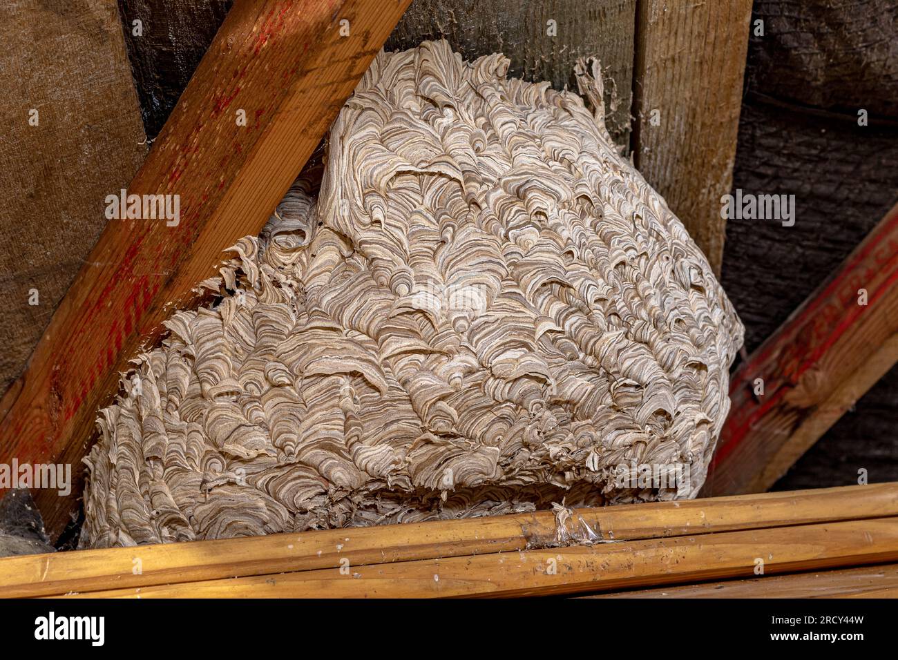 A large wasps nest attached to the rafters of a house in the UK Stock ...