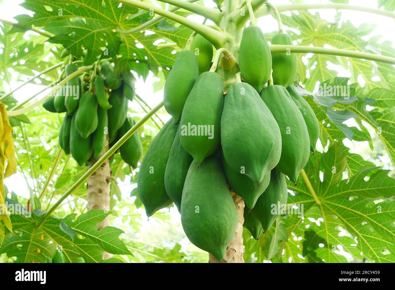 Papaya fruits on the tree in Agriculture Farm Stock Photo - Alamy