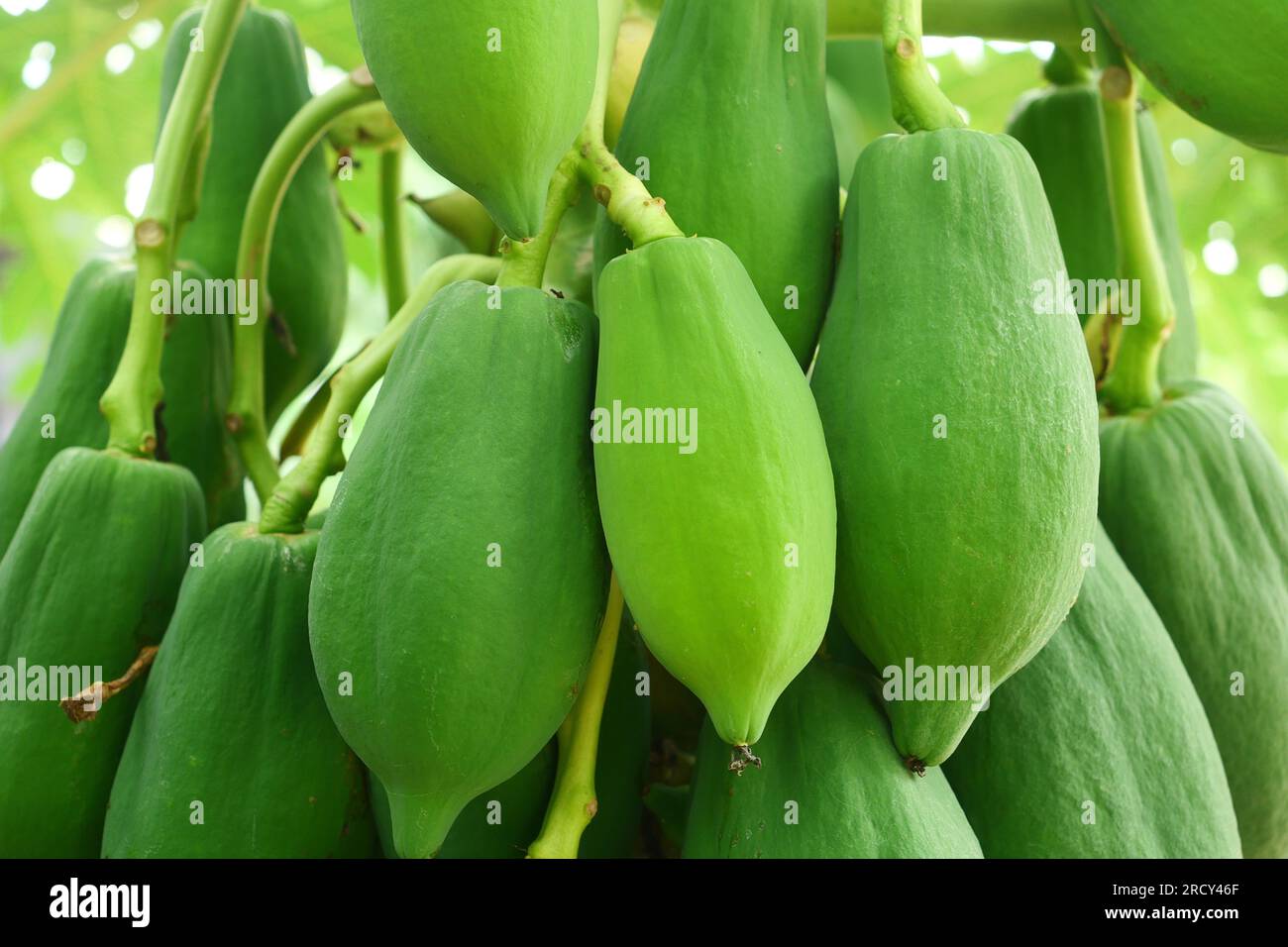 Papaya fruits grow on hi-res stock photography and images - Alamy