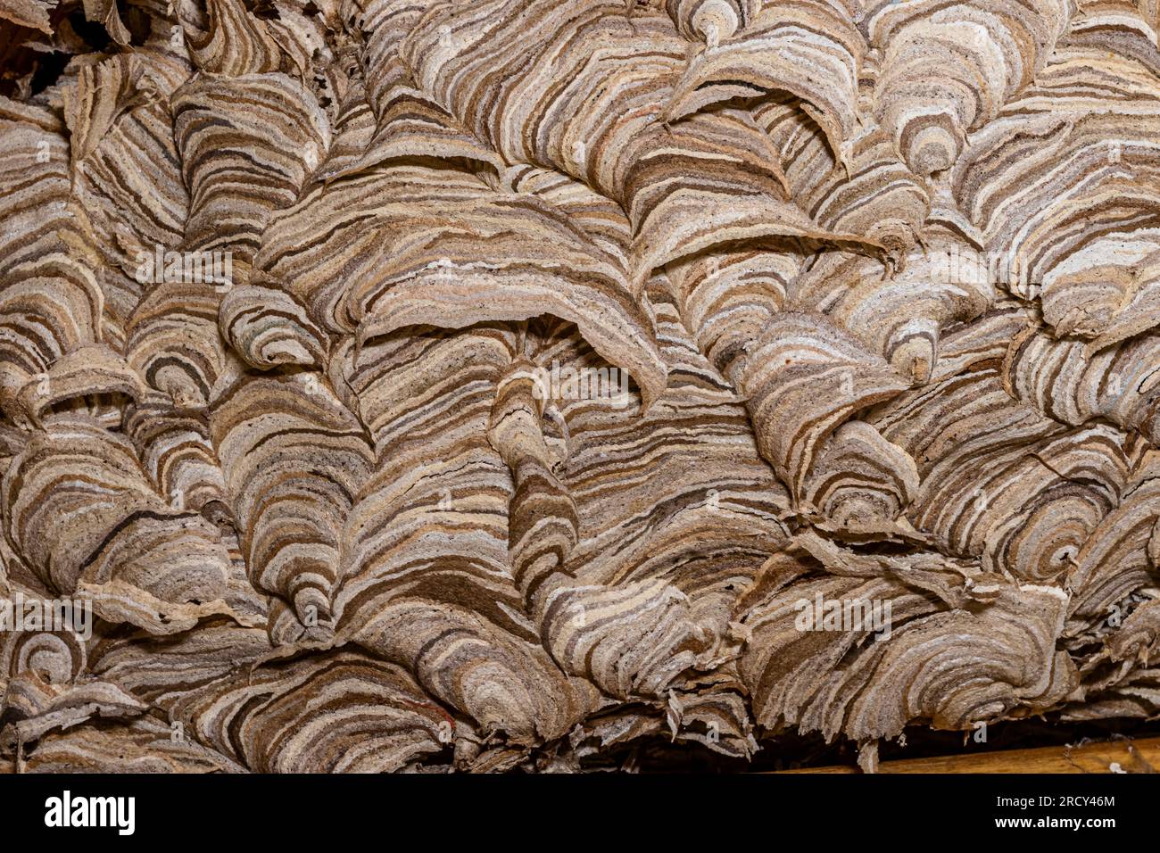Close up of the exterior detail of a wasps nest,showing the intricate ...