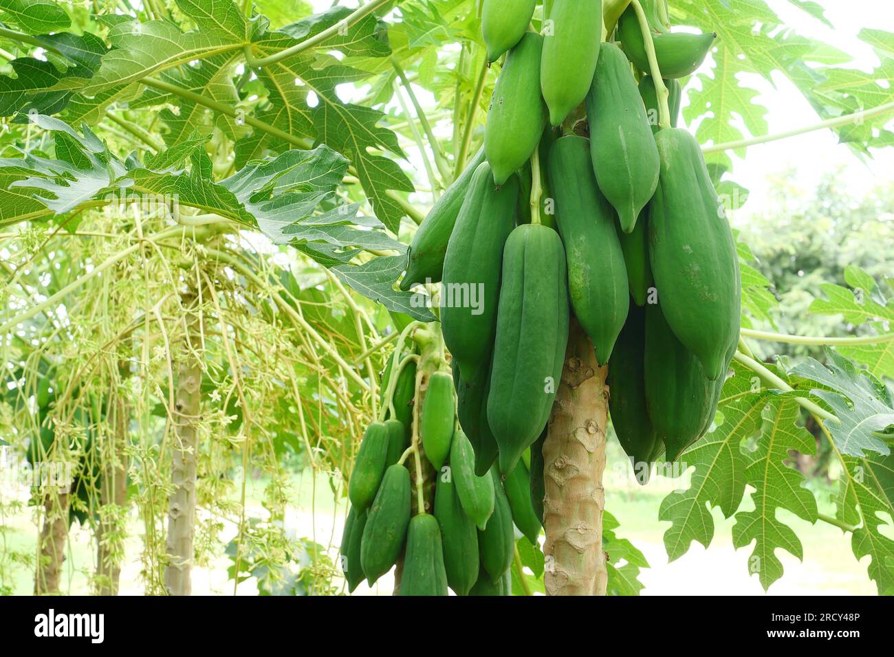 Papaya fruits grow on hi-res stock photography and images - Alamy