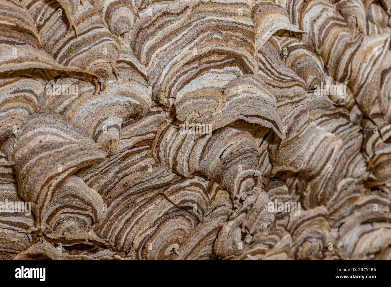 Close up of the exterior detail of a wasps nest,showing the intricate ...