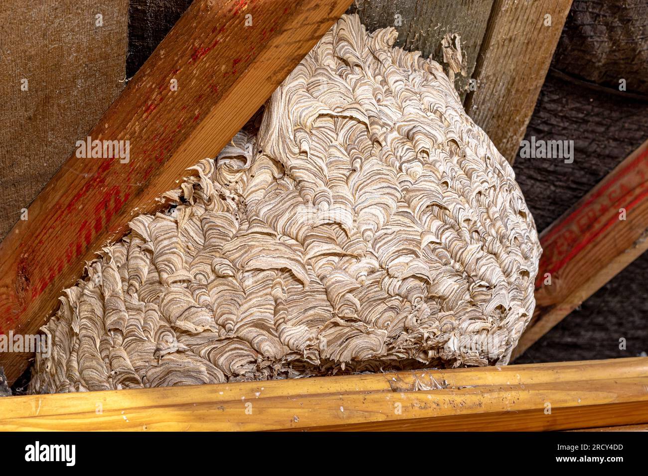 A large wasps nest attached to the rafters of a house in the UK Stock ...