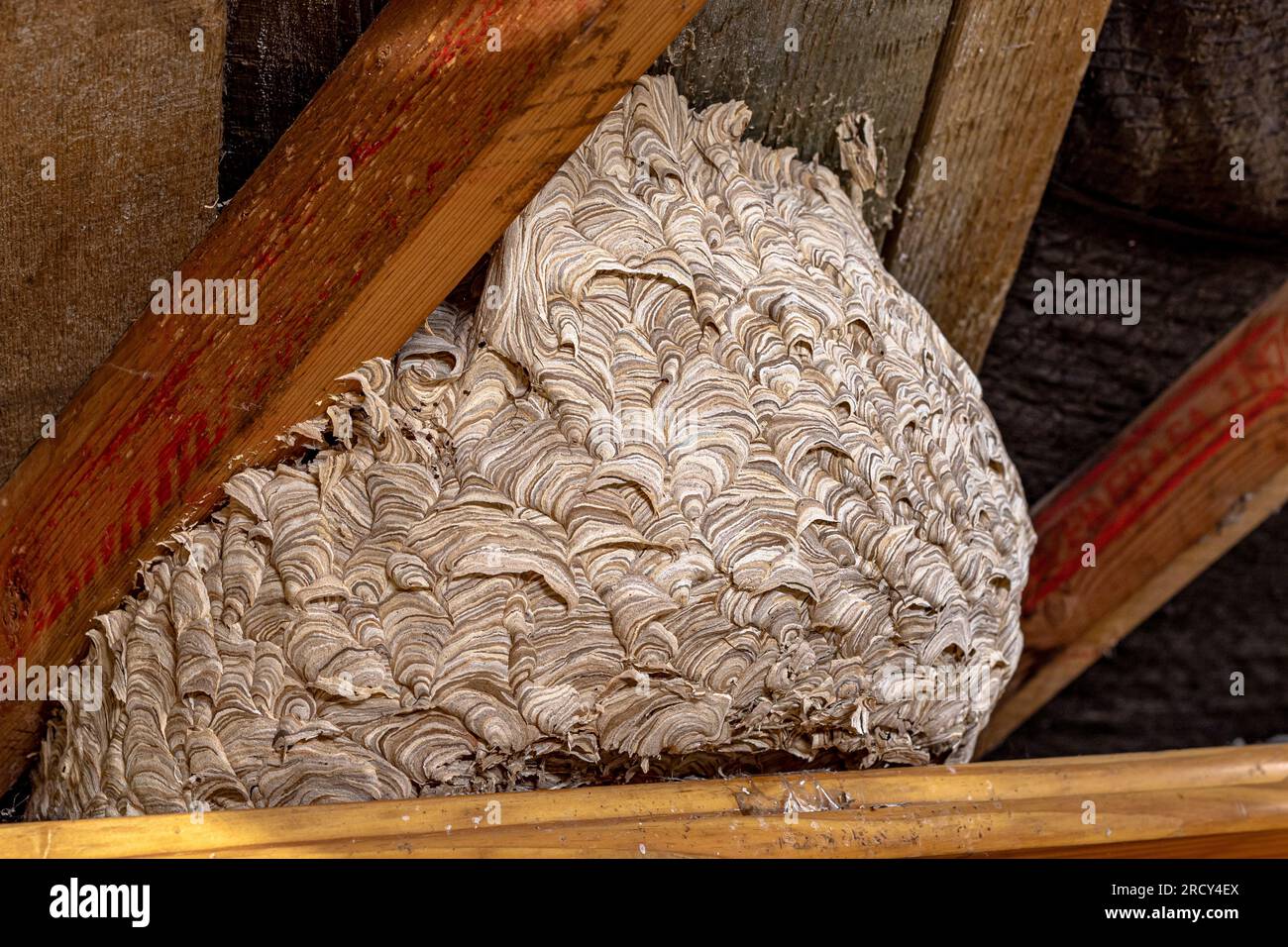A large wasps nest attached to the rafters of a house in the UK Stock ...