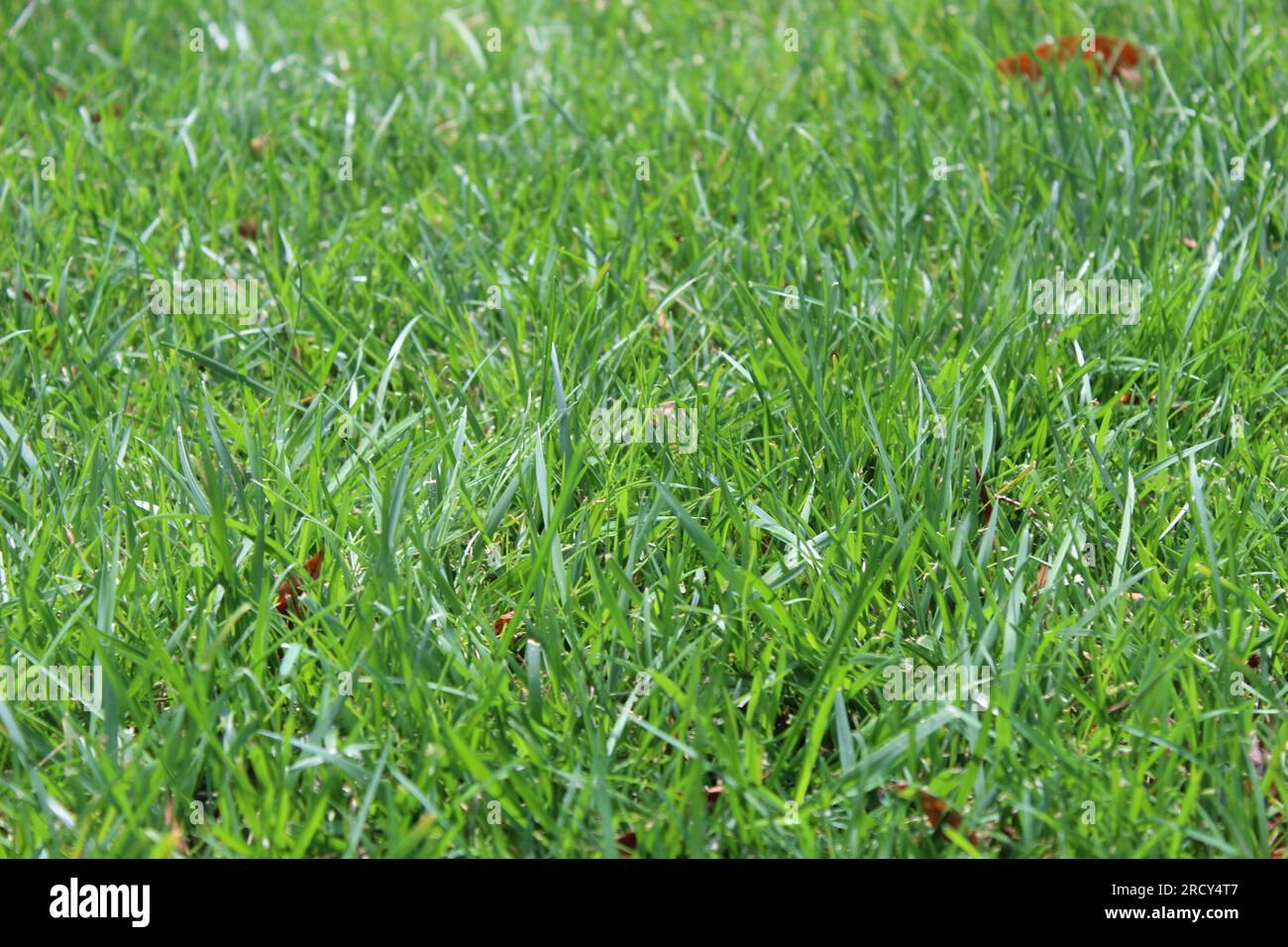 Beautiful field grass close up hi-res stock photography and images - Alamy