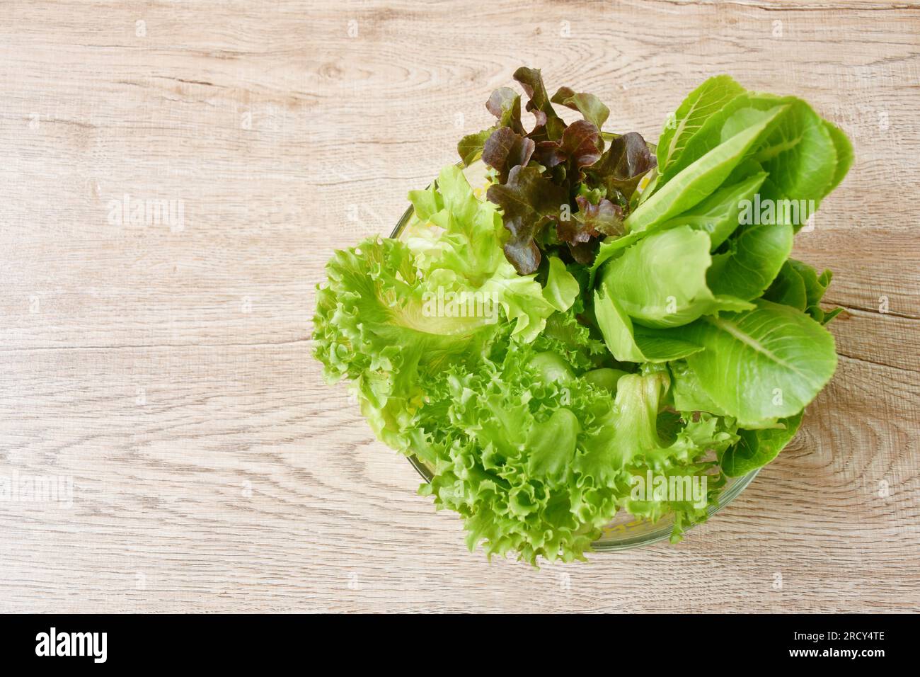 fresh red and green oak couple cos lettuce vegetable salad with drop of ...