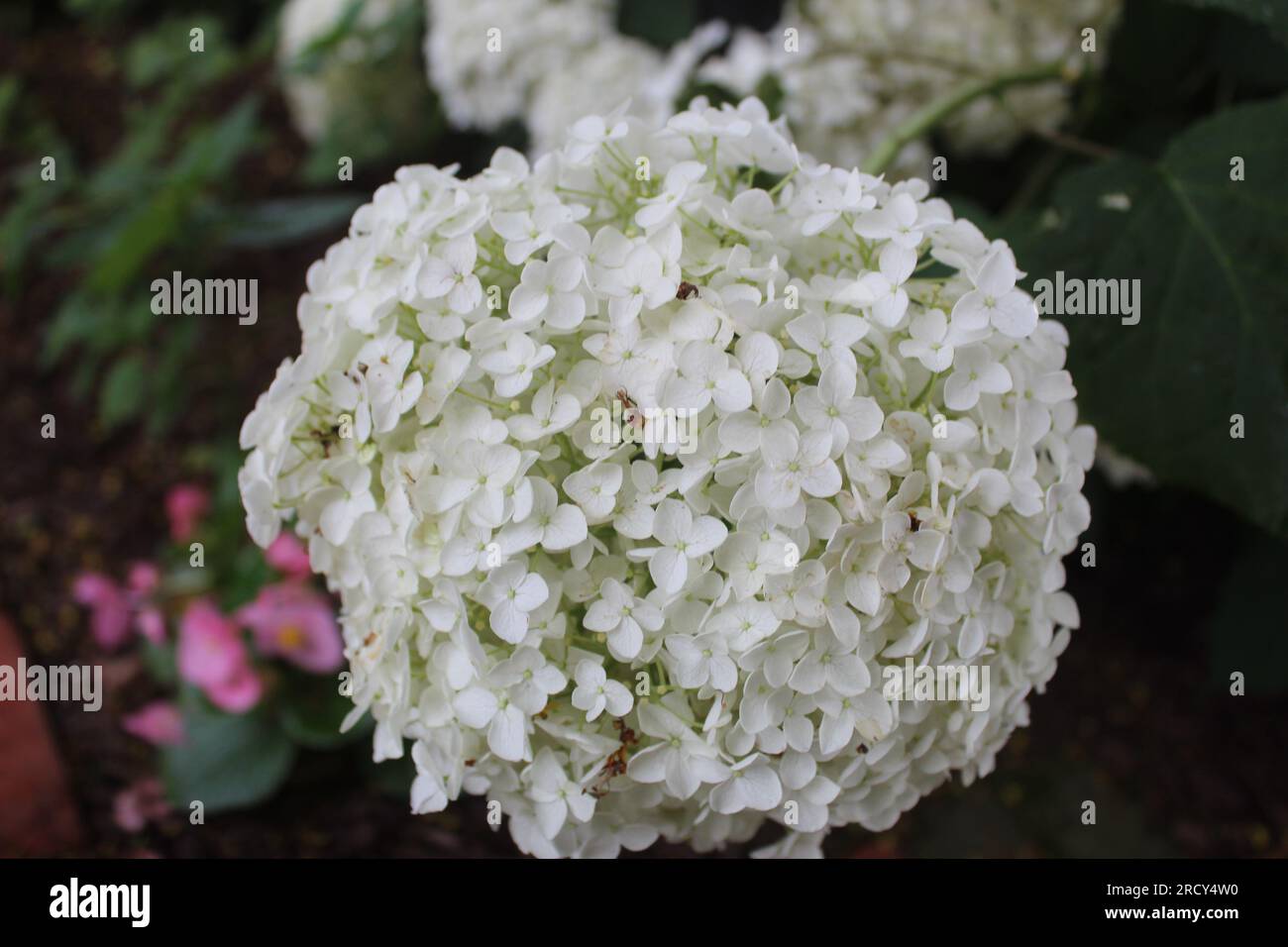 A close up photo of a spherical white flower with other flowers ad ...