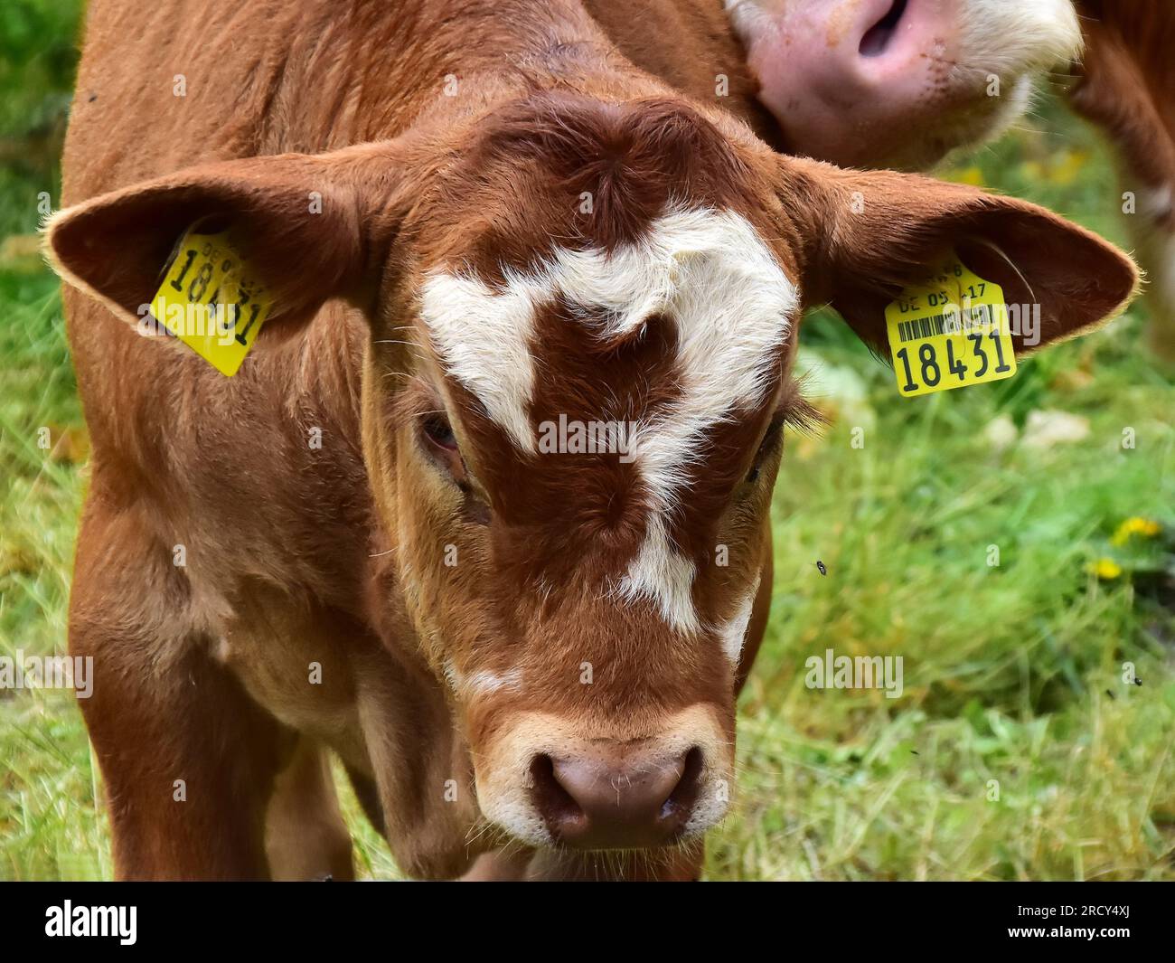 Nice calves hi-res stock photography and images - Alamy