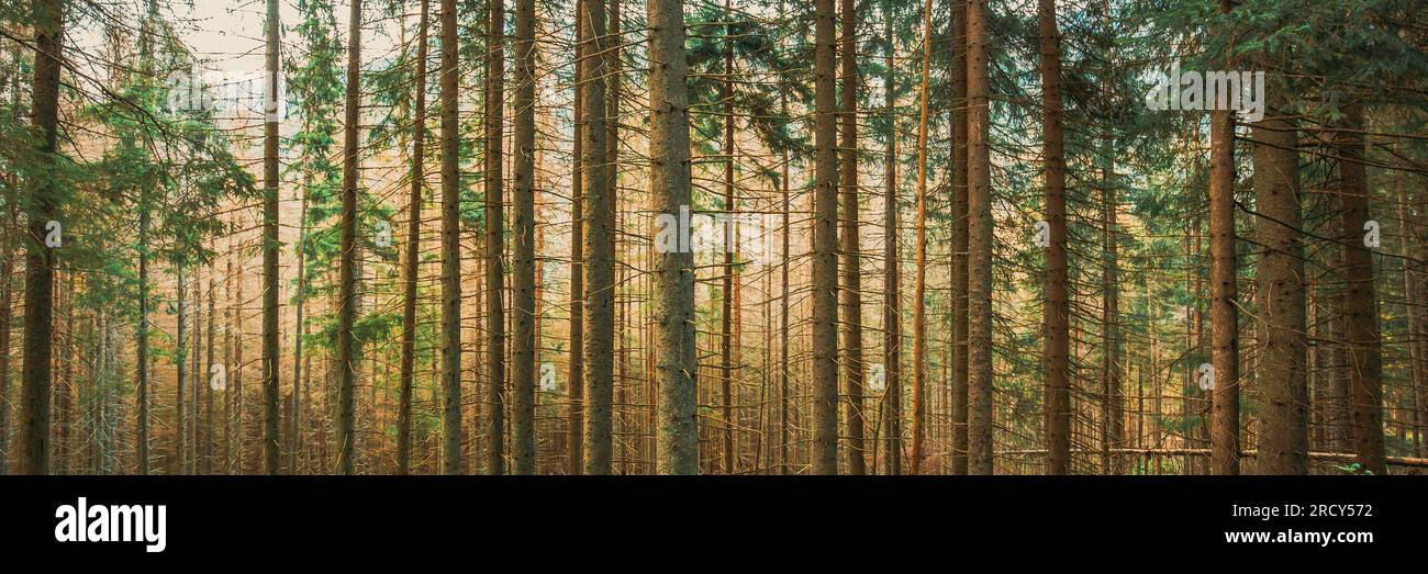 Tatra National Park, Poland. Summer Mountains Forest Landscape ...