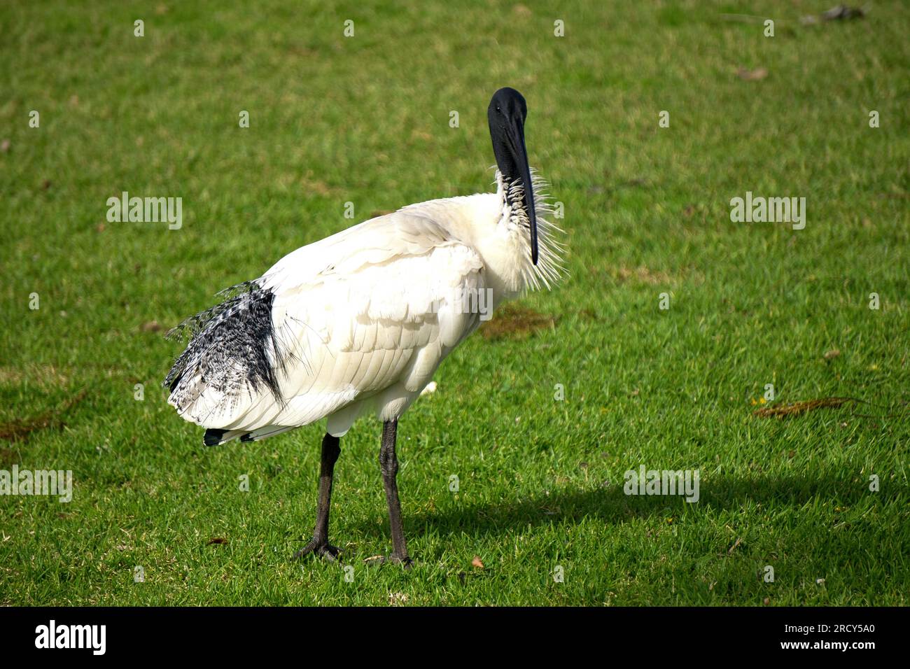 A single Bin Turkey, the Australian White Ibis threskiomis Moluccan ...