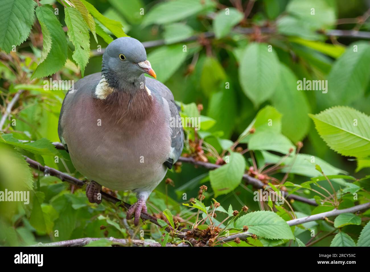 Scotland wood pigeon hi-res stock photography and images - Alamy