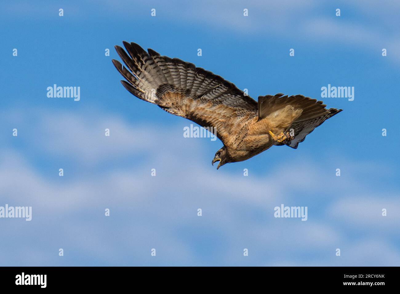 Red-tailed hawk flying in flight. Emigrant Lake, Ashland, Oregon Stock ...