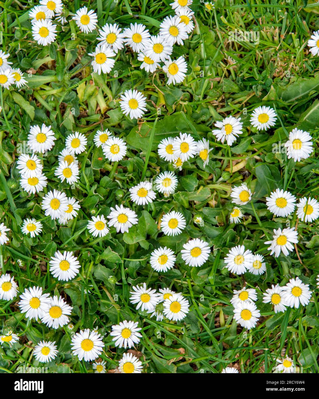 21 Common Name Of Weeds The Complete List with Pictures 41 OFF 21 Common Name Of Weeds The Complete List with Pictures 41 OFF