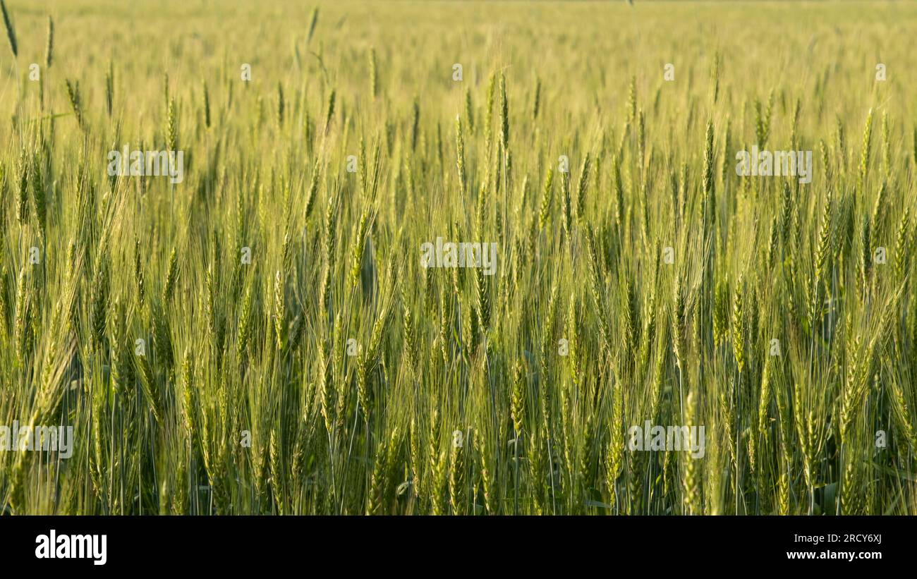Two-rowed barley or Hordeum distichon growing in the field Stock Photo ...
