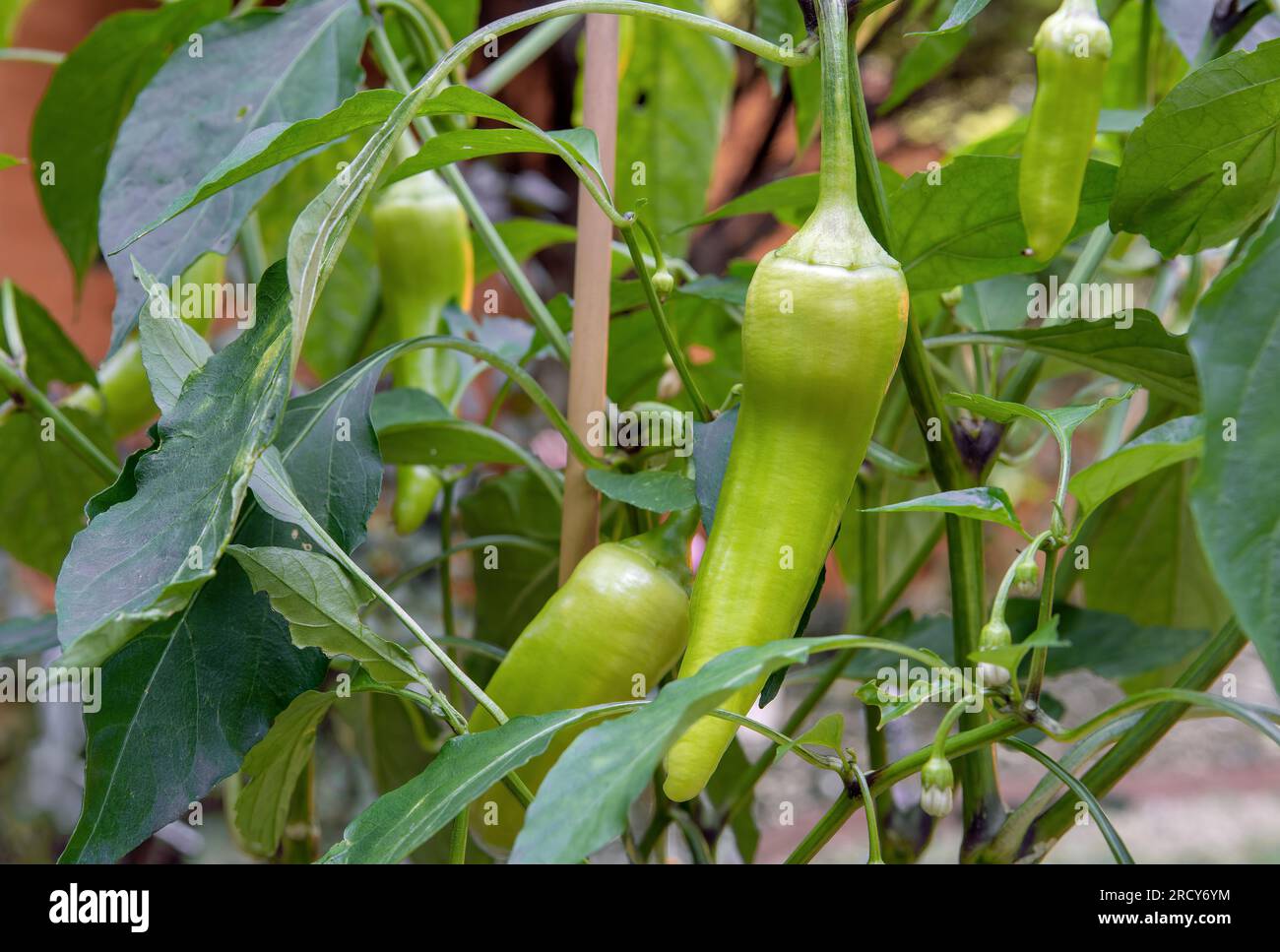 Growing chillies hi-res stock photography and images - Alamy