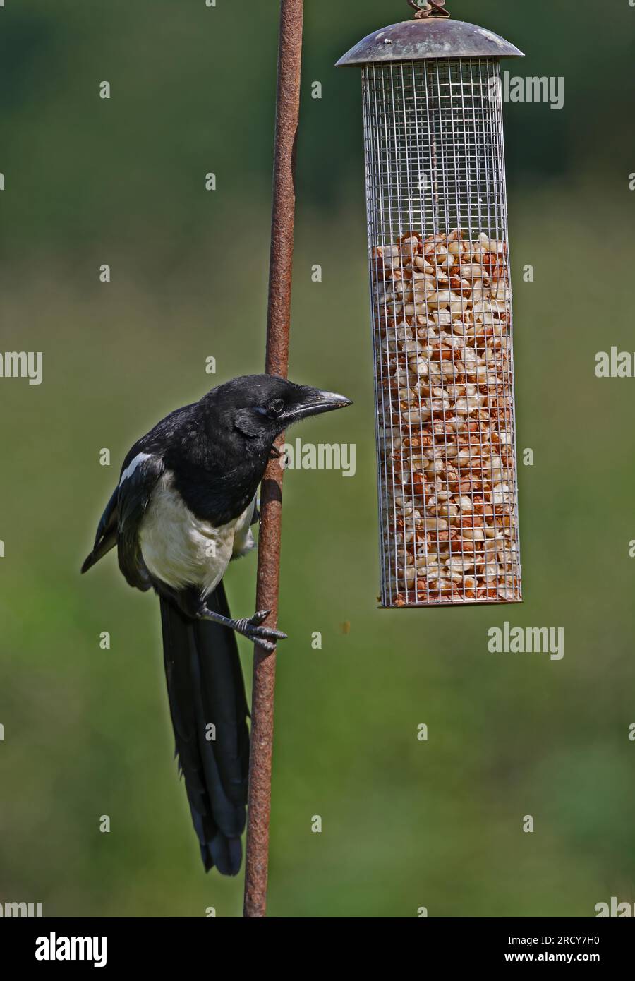 Common Magpie (Pica pica) feeding at peanut feeder Eccles-on-Sea ...