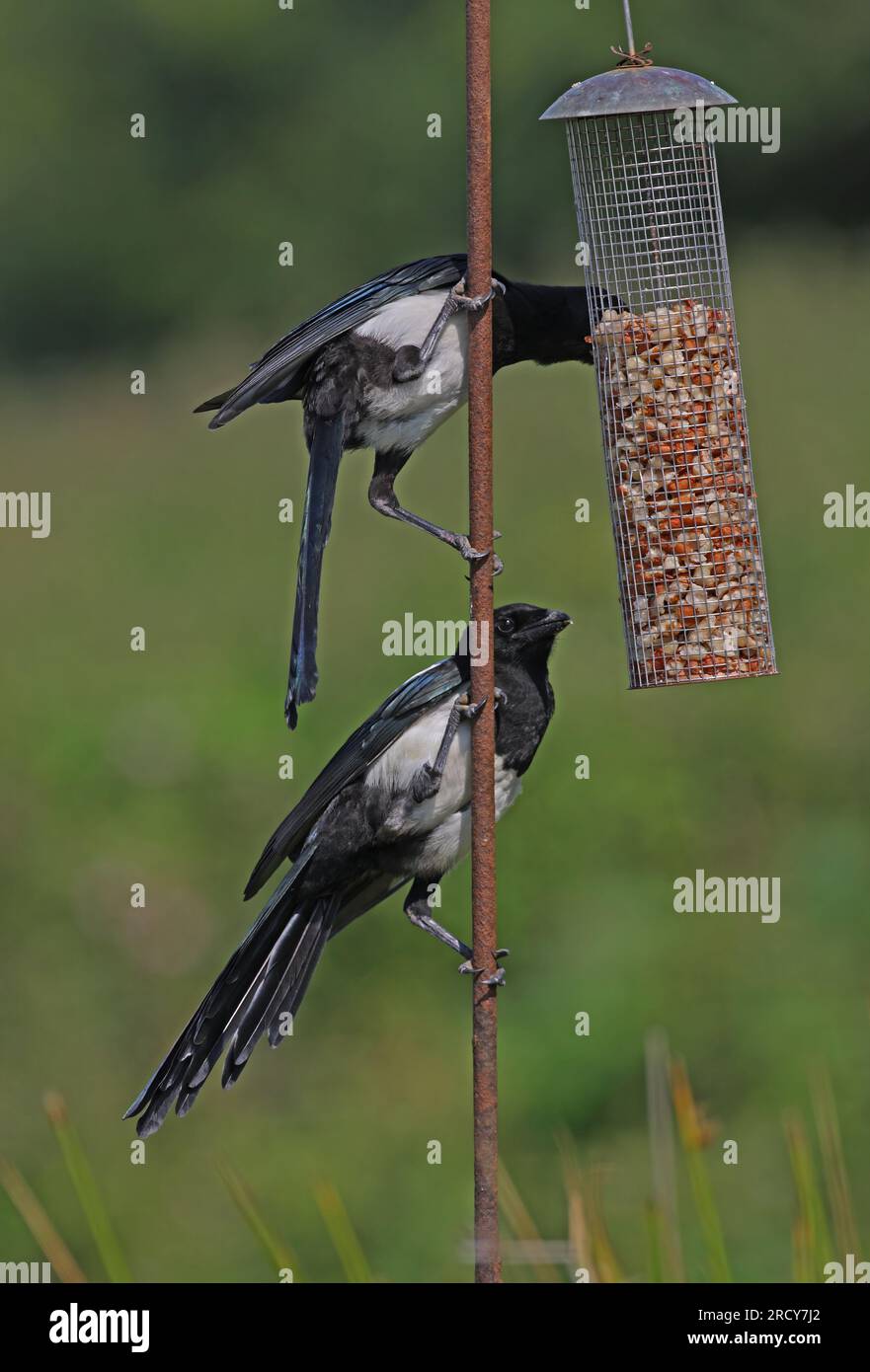 Common Magpie (Pica pica) two immatures feeding at peanut feeder Eccles ...