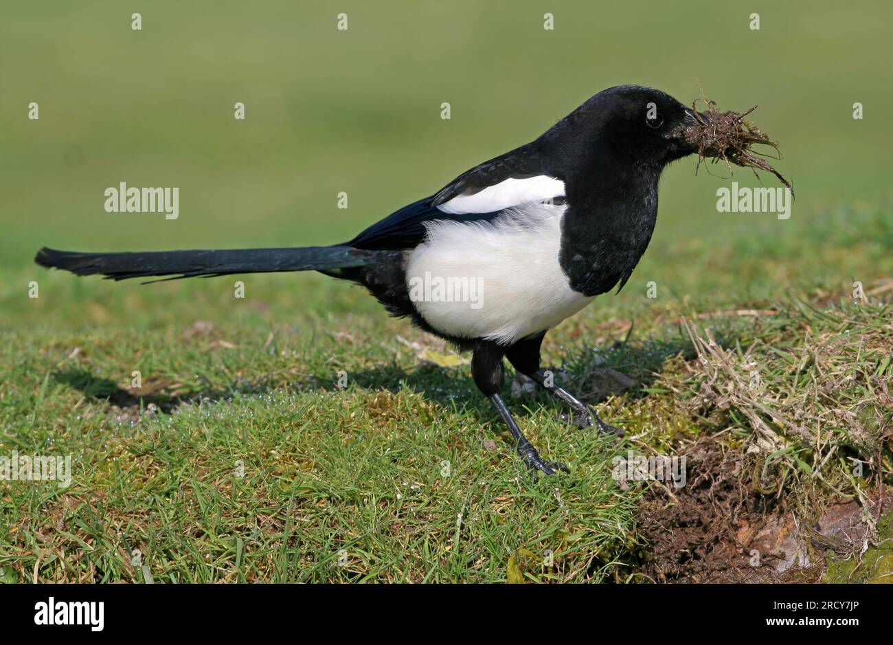 Common Magpie (Pica pica) adult collecting mud to line nest Eccles-on ...