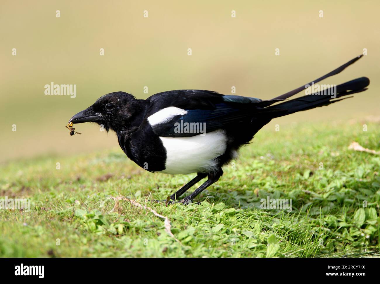 Common Magpie (Pica pica) immature with wasp in bill Eccles-on-Sea ...