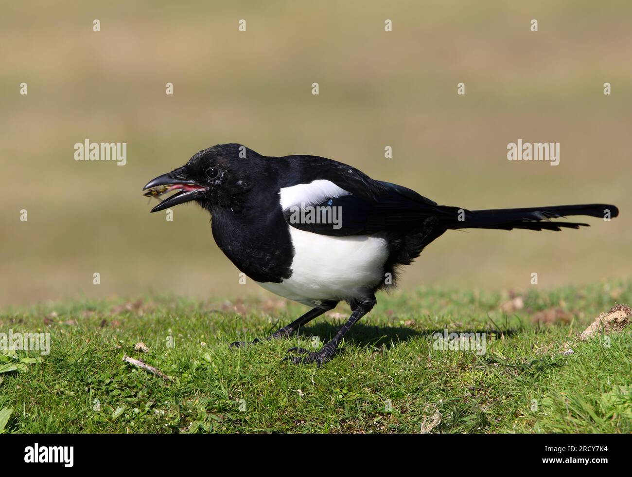 Common Magpie (Pica pica) immature eating wasp Eccles-on-Sea, Norfolk ...