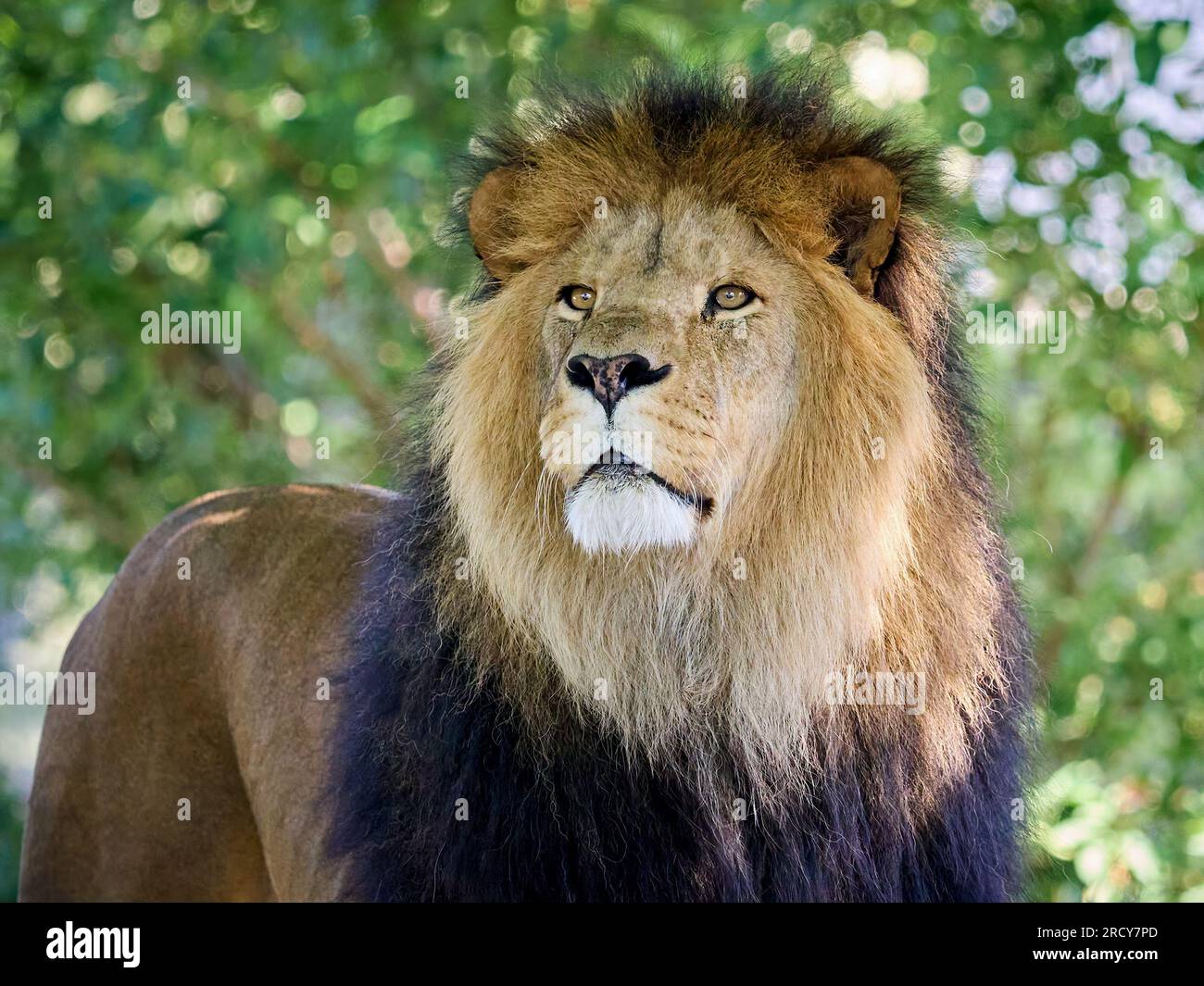 Lion (Panthera leo) in its natural environment Stock Photo - Alamy