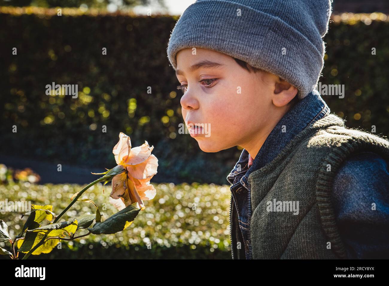 Reflective child staring at a rose flower trying to feel the scent ...